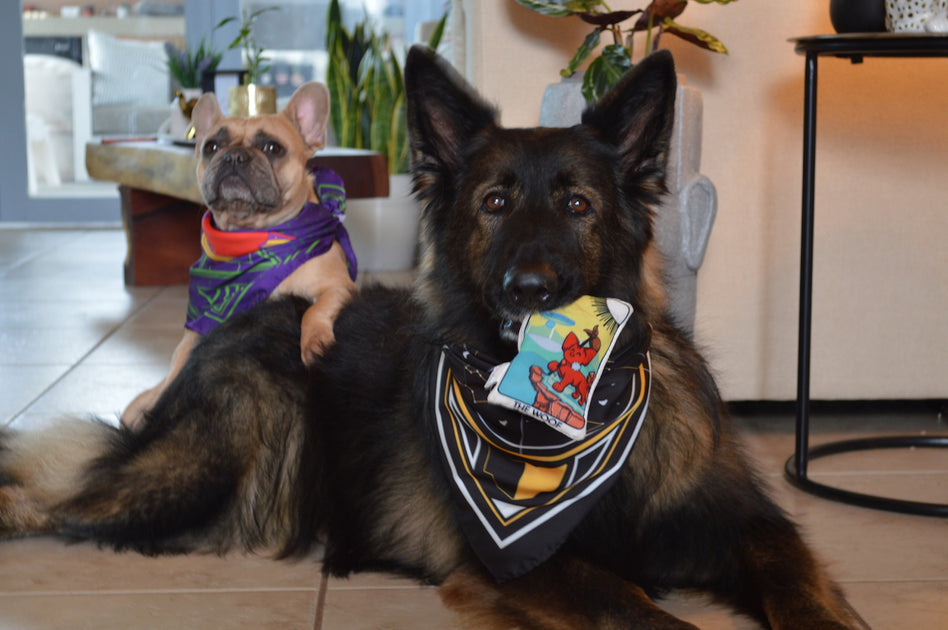 Discover the Dog Breed Most Compatible According to Your Zodiac Sign ...